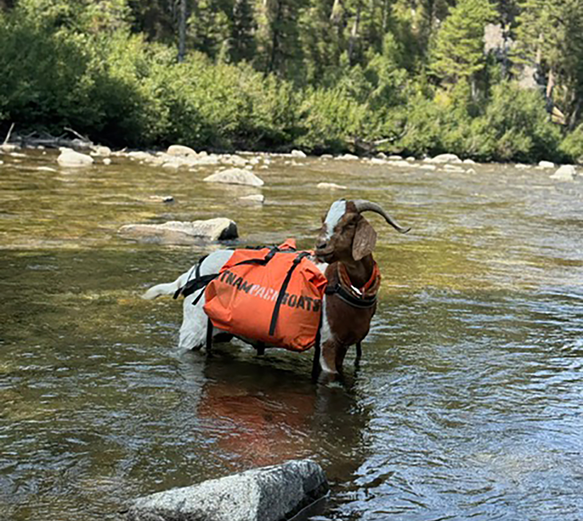 Tails from the Trails: The Elk Hunt - Goat Journal